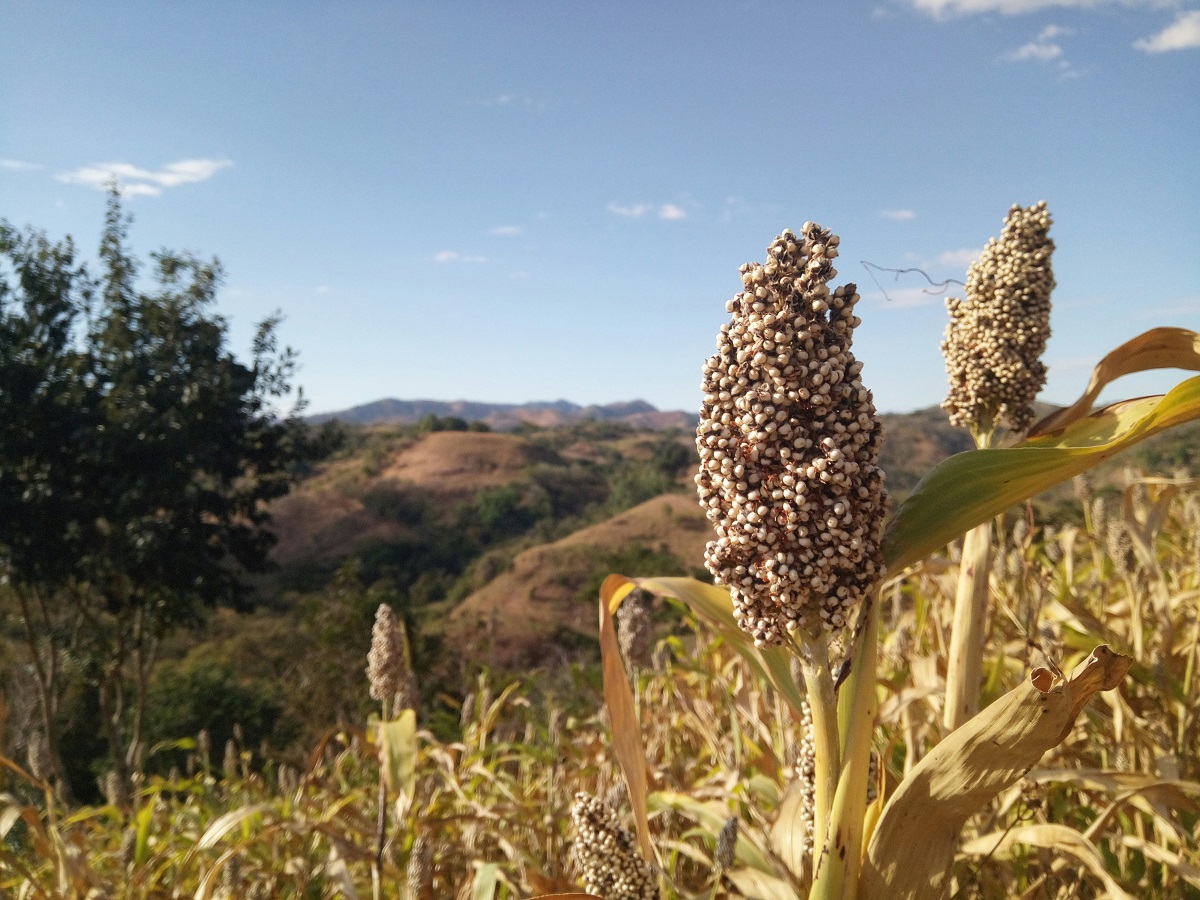 How to Grow Sorghum Successfully: A Comprehensive U.S. Guide - Plant ...