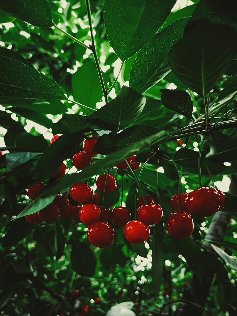 How to Grow Cherries: A Complete Guide from Planting to Harvest - Plant ...