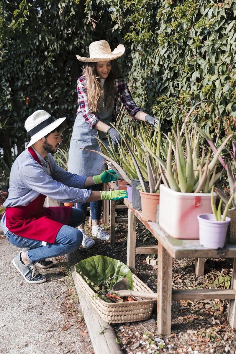 Small Space Gardening: How to Grow Fresh Food at Home with Limited Room ...