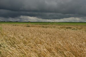 Complete Guide to Oat Cultivation: From Planting to Profitable Harvest ...