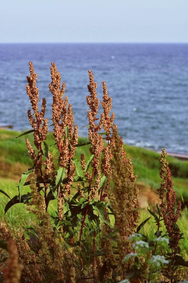 How to Cultivate Quinoa: Complete Growing Guide | Plant and Harvest