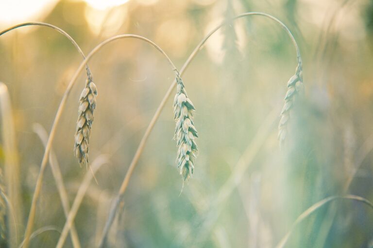 Complete Guide to Oat Cultivation: From Planting to Profitable Harvest ...