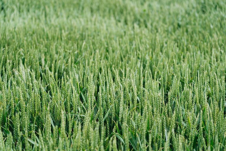 Complete Guide to Oat Cultivation: From Planting to Profitable Harvest ...