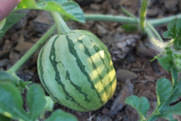 How to Grow Watermelons: The Complete Guide for Successful Commercial ...