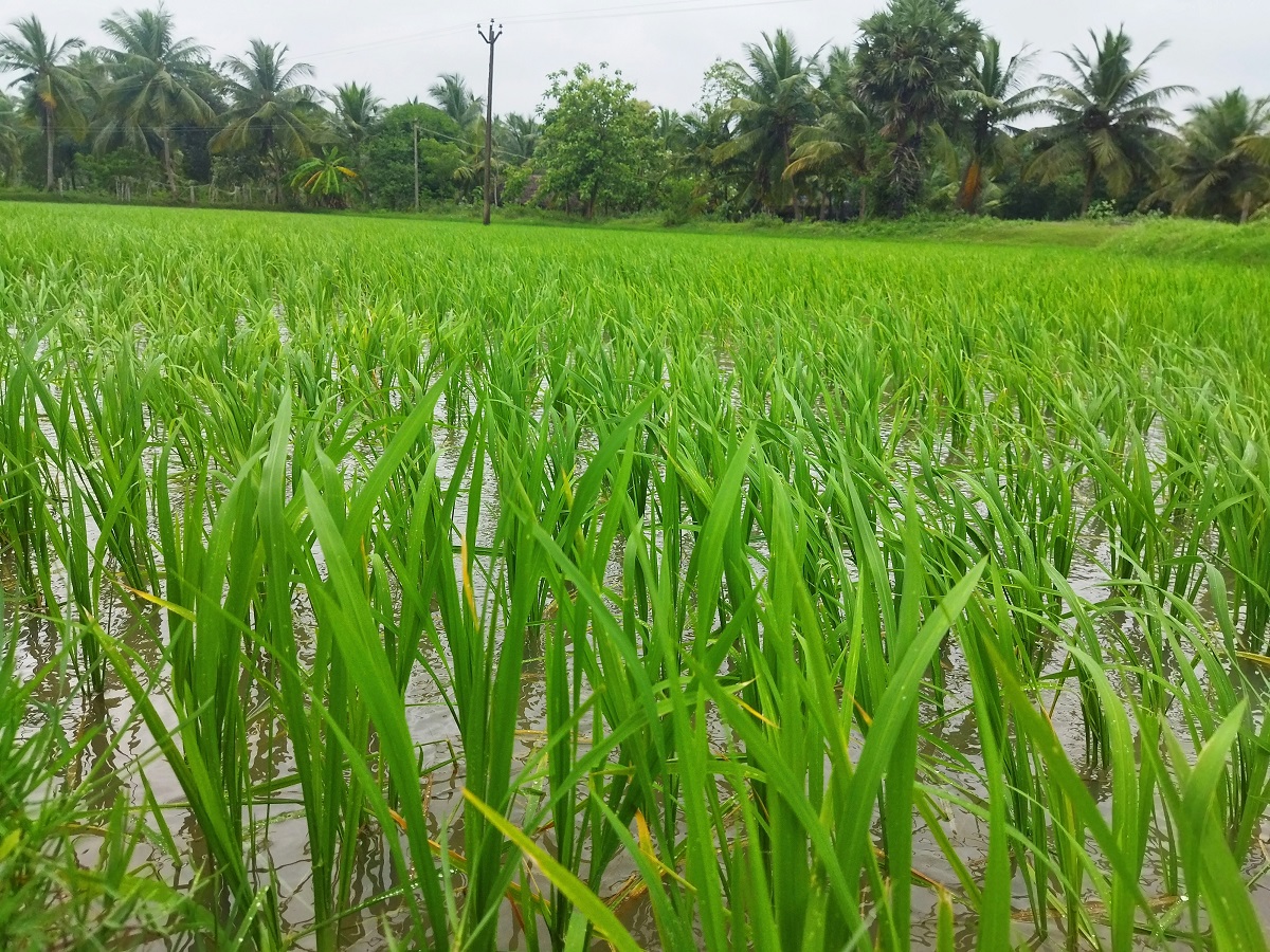 Complete Guide to Rice Cultivation: From Field Preparation to Harvest ...