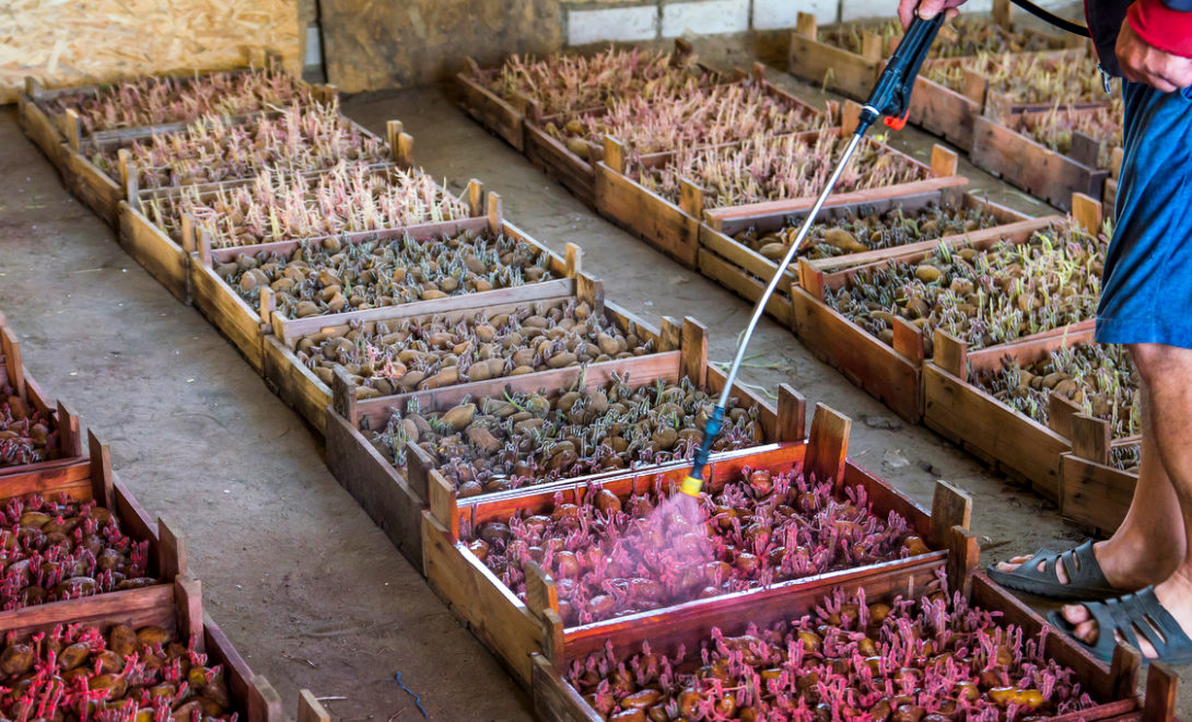 Seed Inoculation: What It Is, How It Works, and How to Use It in Your ...