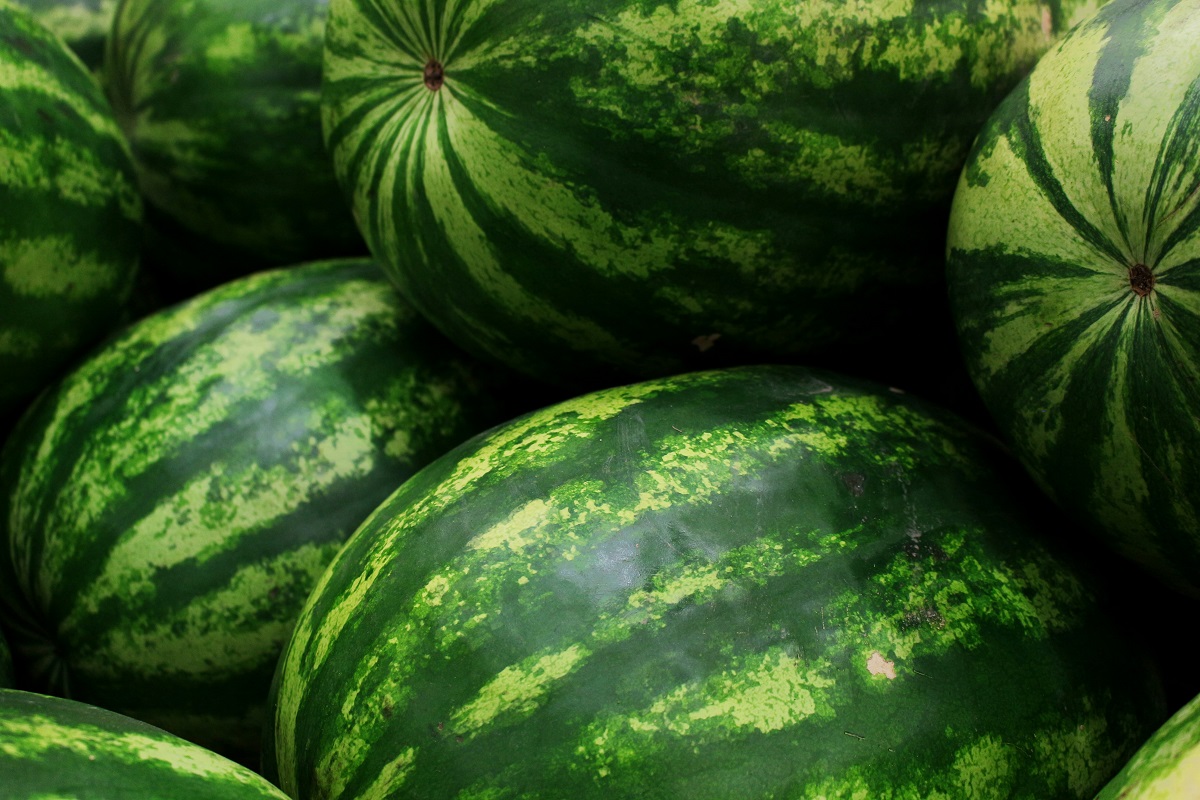 How to Grow Watermelons: The Complete Guide for Successful Commercial ...