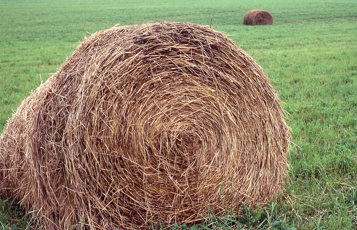 What Is Hay? Complete Production Guide for Quality Forage | American ...