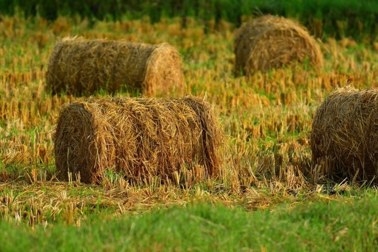 What Is Hay? Complete Production Guide for Quality Forage | American ...