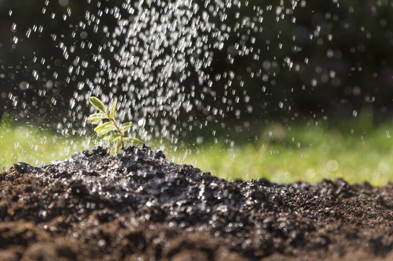 How to Propagate Fruit Trees: Complete Step-by-Step Guide for Home ...