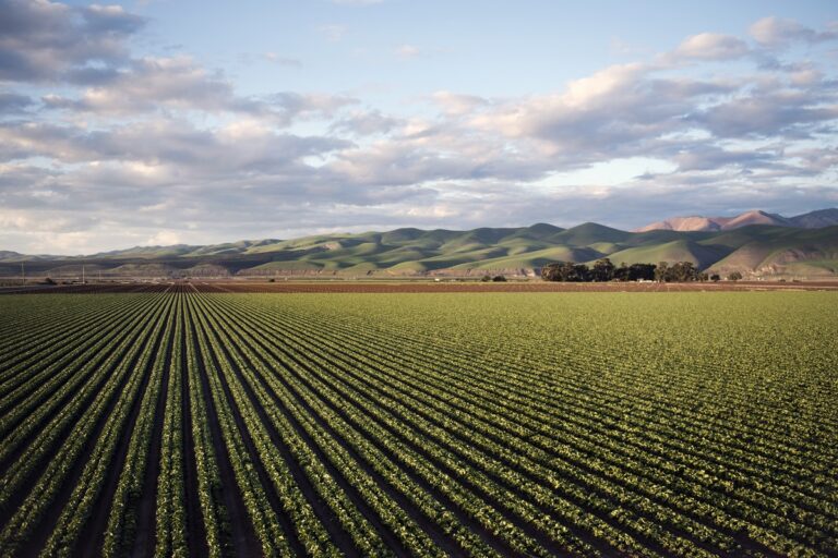 Cover Crops: How to Protect and Enrich Your Soil Year-Round | Plant and ...