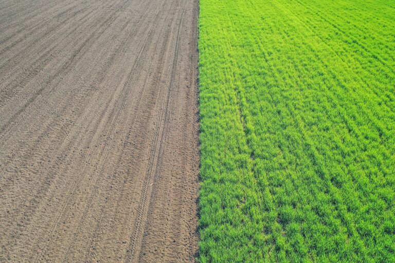 Cover Crops: How to Protect and Enrich Your Soil Year-Round | Plant and ...