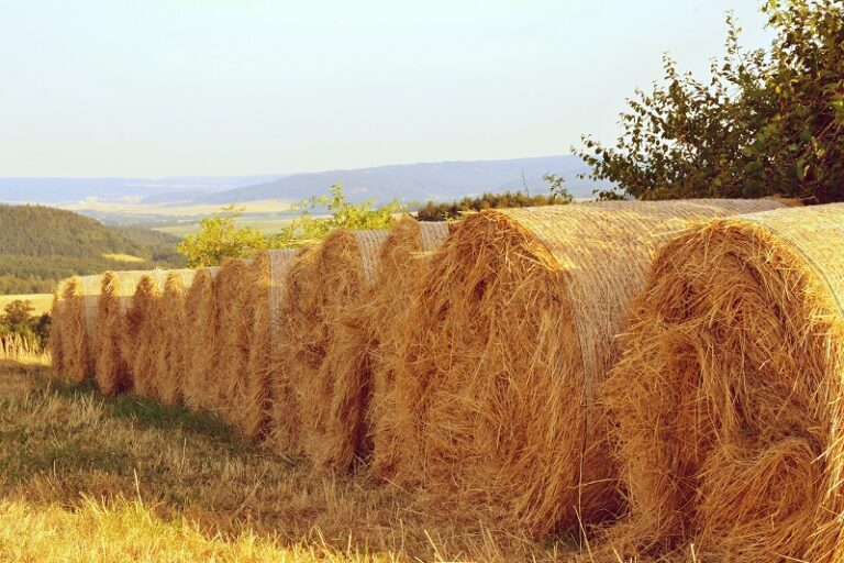 Silage vs. Hay: Understanding the Differences and Choosing the Best ...