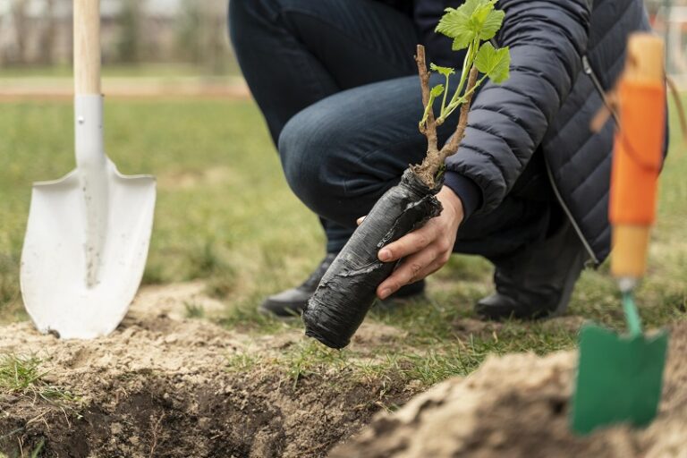 How to Grow Peaches: Complete Beginner's Guide to Peach Tree ...