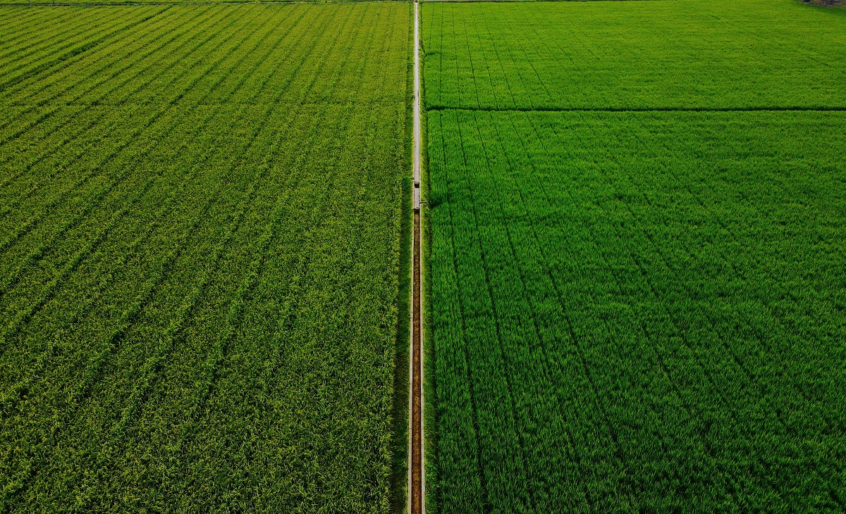 Cover Crops: How to Protect and Enrich Your Soil Year-Round | Plant and ...
