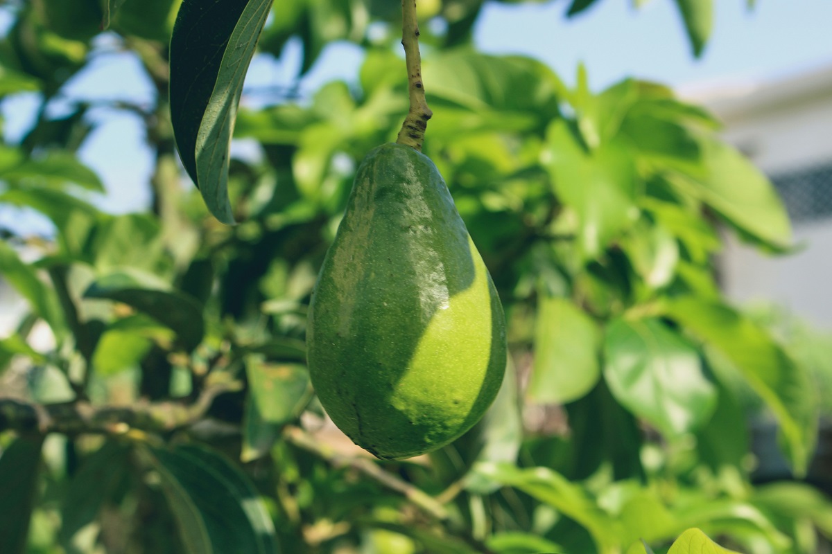 How to Grow Avocados: Complete Guide to Profitable Avocado Cultivation ...
