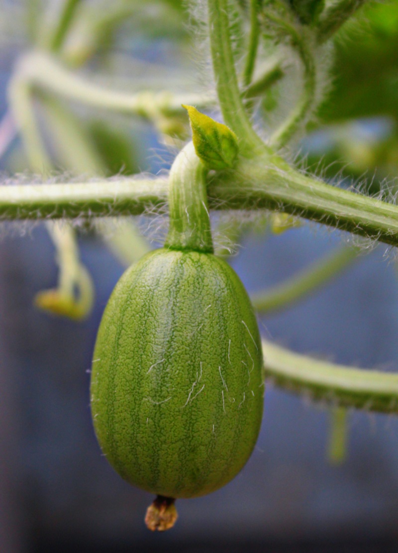 How to Grow Melons: Varieties, Planting Tips, and Best Practices for a ...