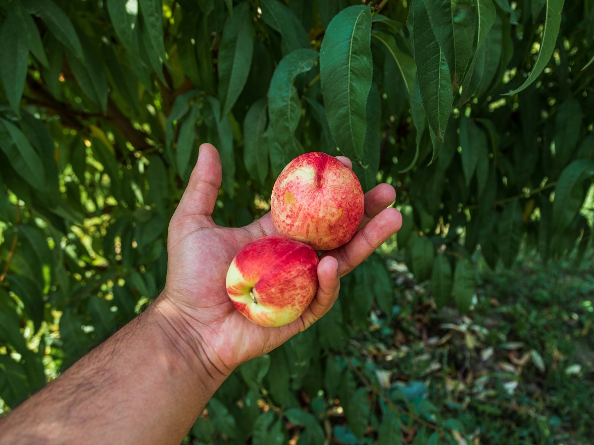 How to Plant Nectarines: Complete Guide to Growing Nectarine Trees at ...