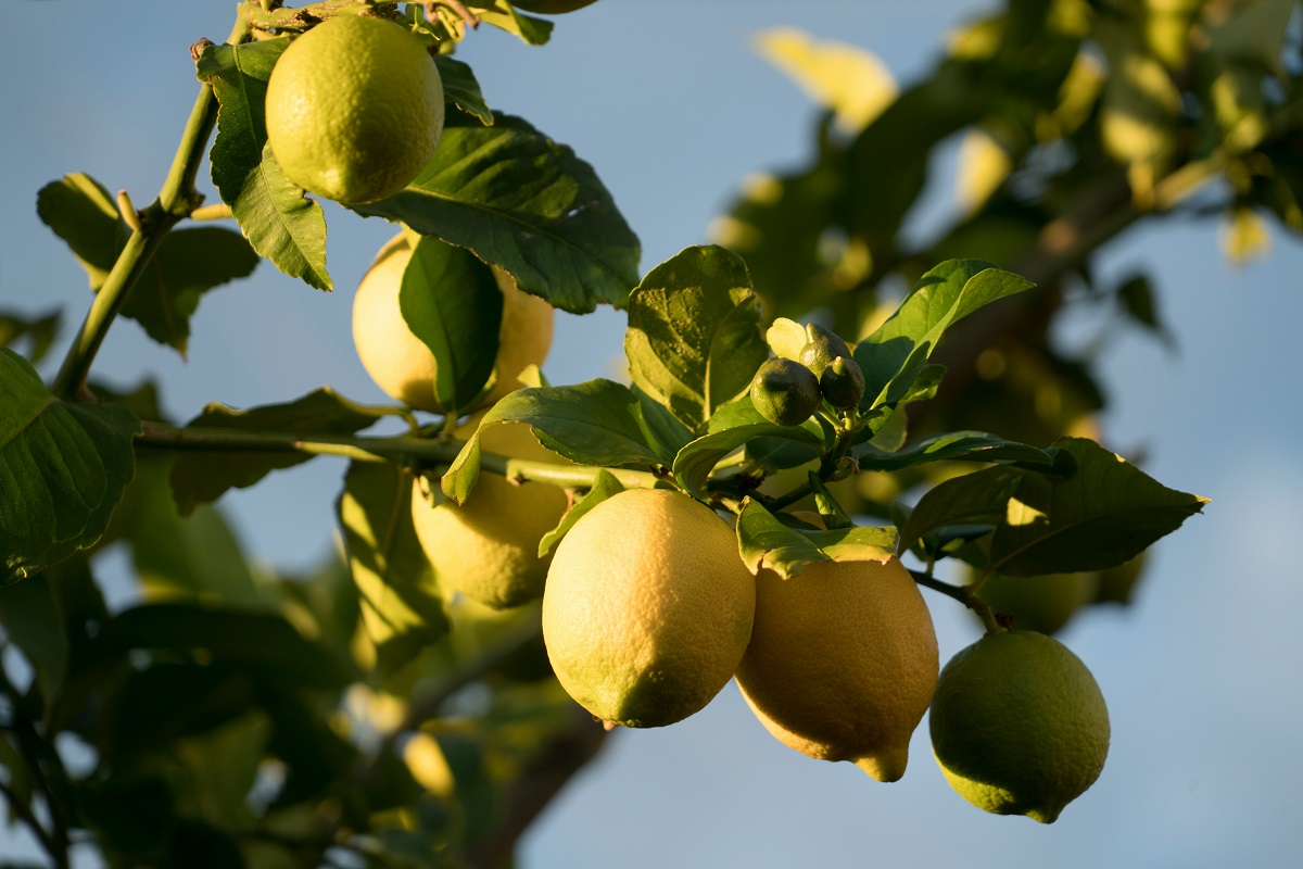 How to Propagate Fruit Trees: Complete Step-by-Step Guide for Home ...