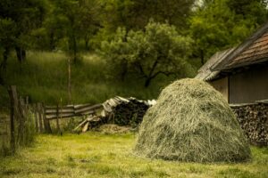 Silage vs. Hay: Understanding the Differences and Choosing the Best ...